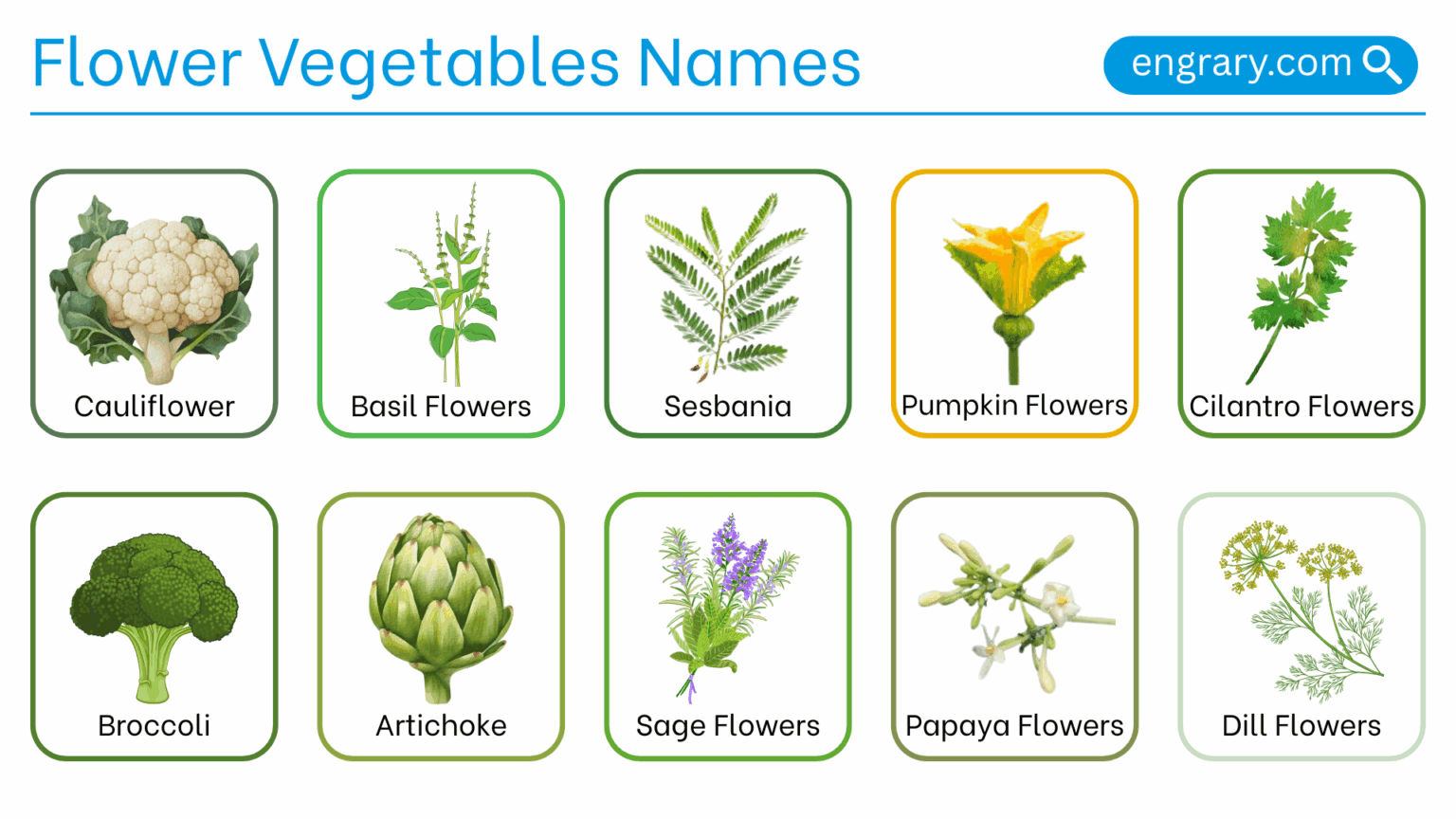 Green Vegetables Names in English including Images • Engrary