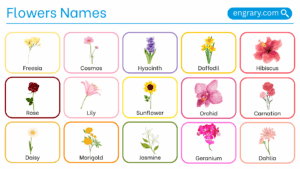 Flower Names in English with Pictures - Complete Vocabulary • Engrary