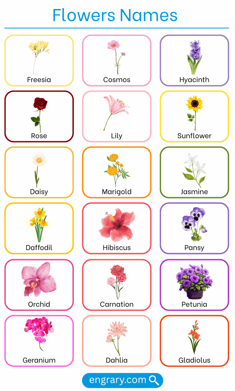 Flower Names in English with Pictures - Complete Vocabulary • Engrary