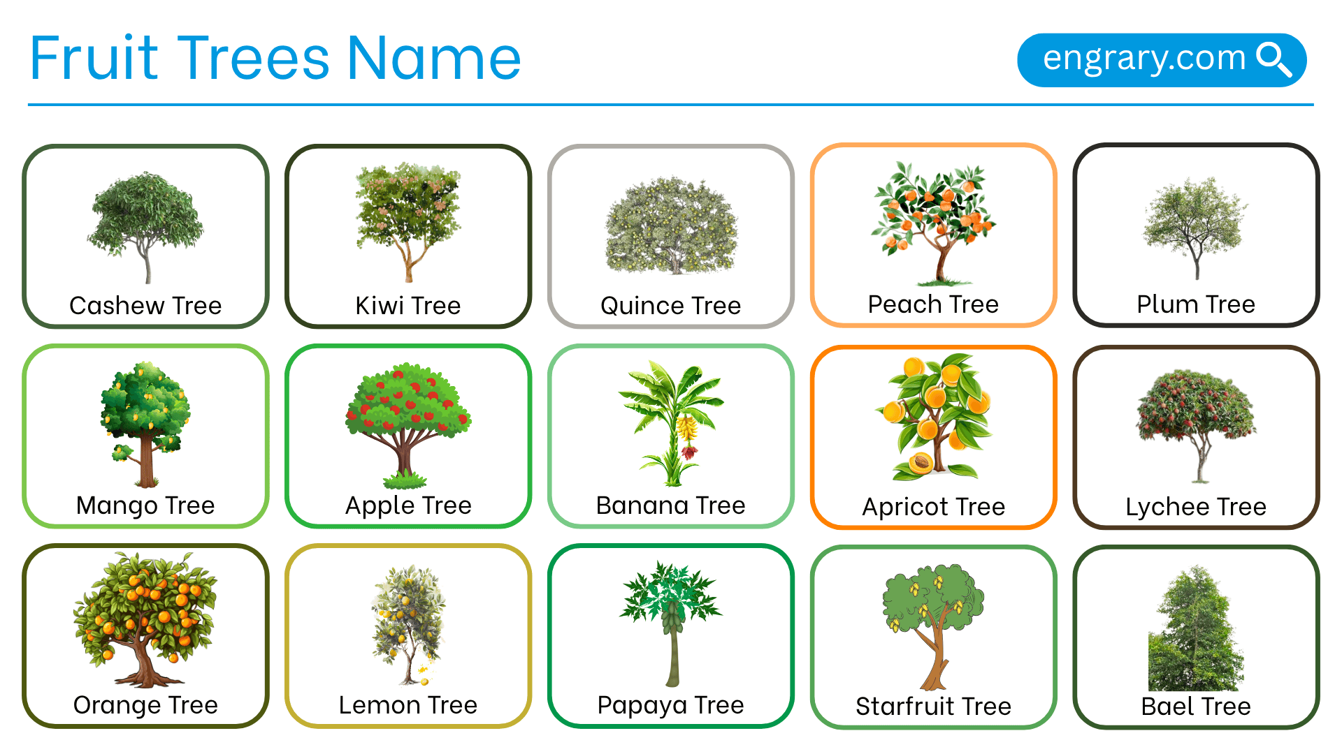 150+ Fruit Tree Names and Images - Complete List • Engrary