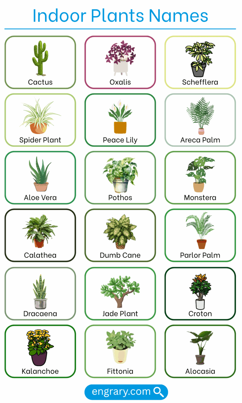 150+ Indoor Plants Names in English with Images • Engrary