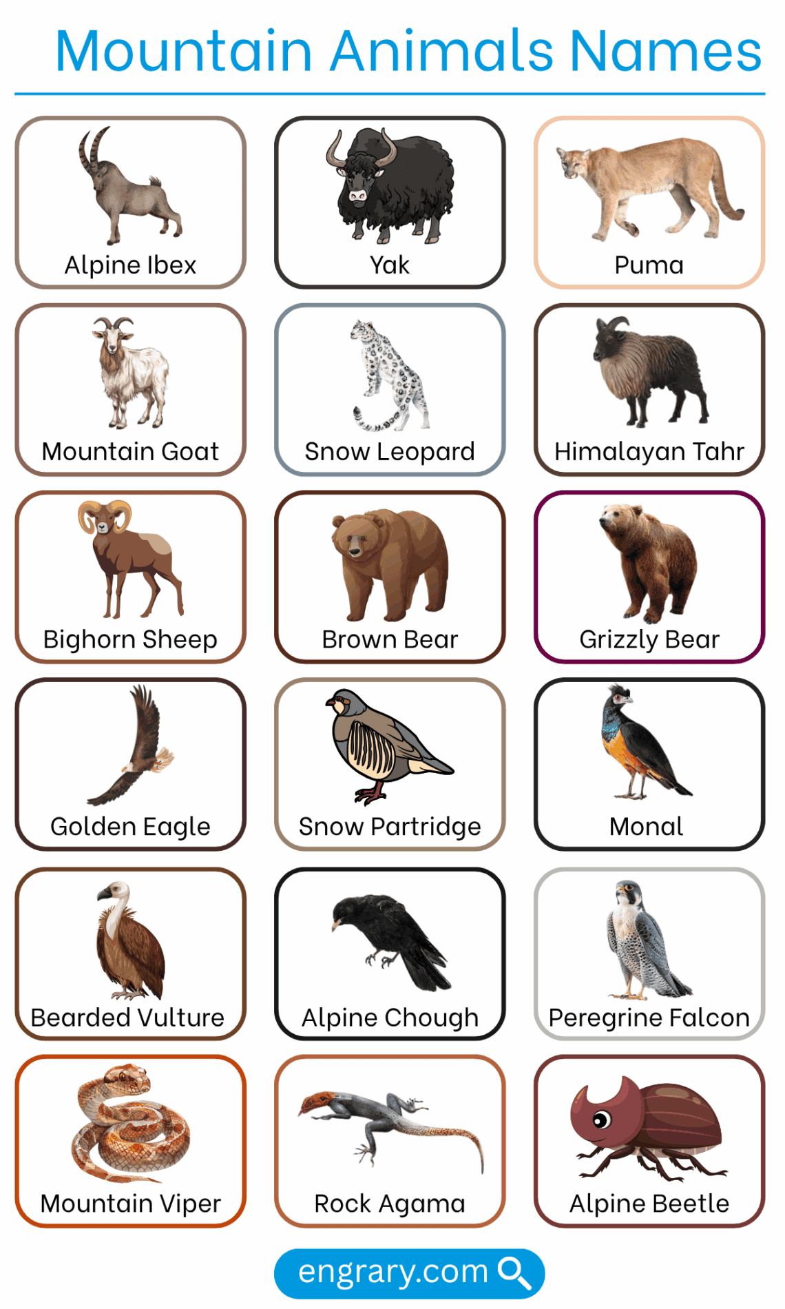 50+ Mountain Animal Names with Pictures in English • Engrary