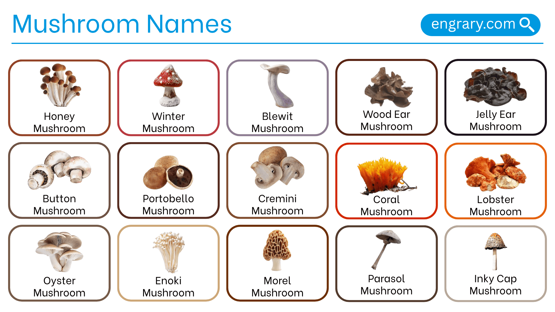 Mushroom Names with Their Types including Pictures • Engrary