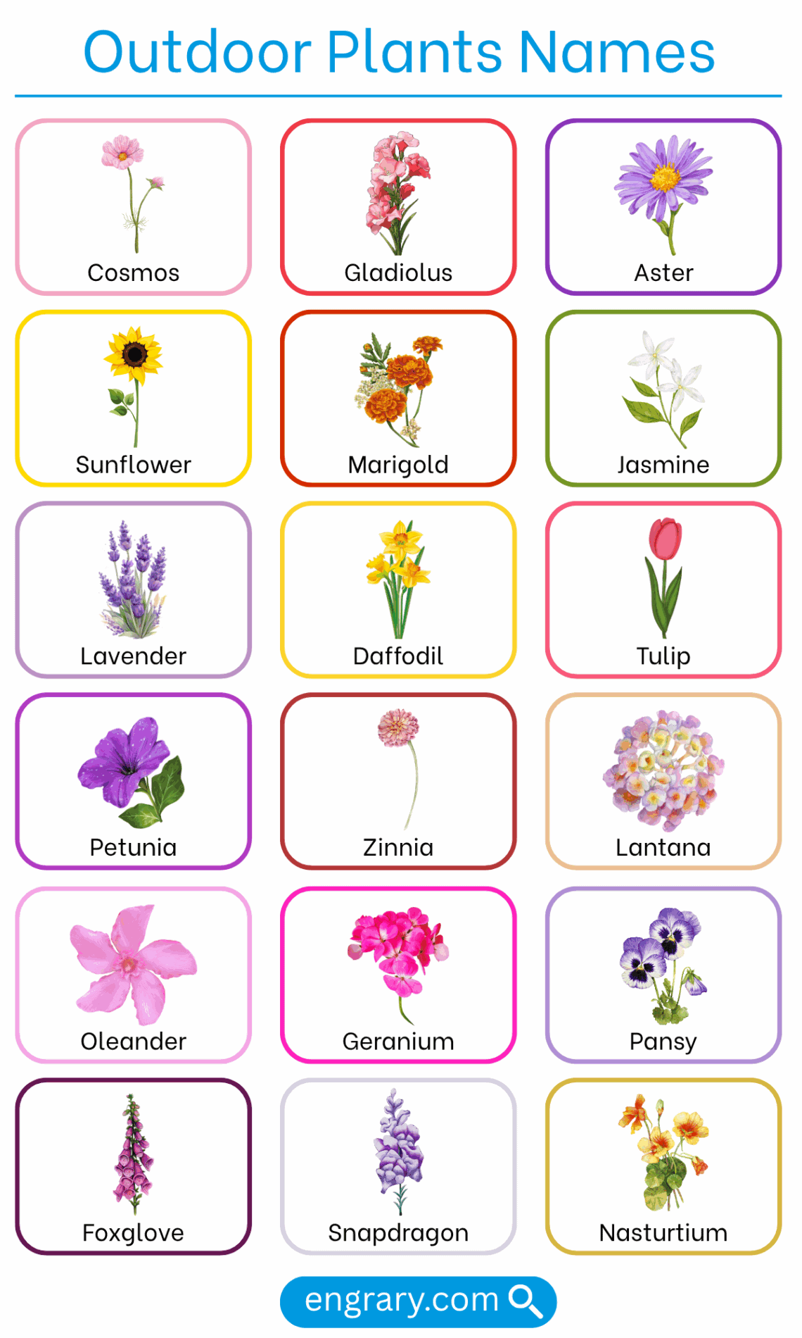 150+ Outdoor Plants Names for Garden List with Pictures • Engrary