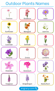 150+ Outdoor Plants Names for Garden List with Pictures • Engrary