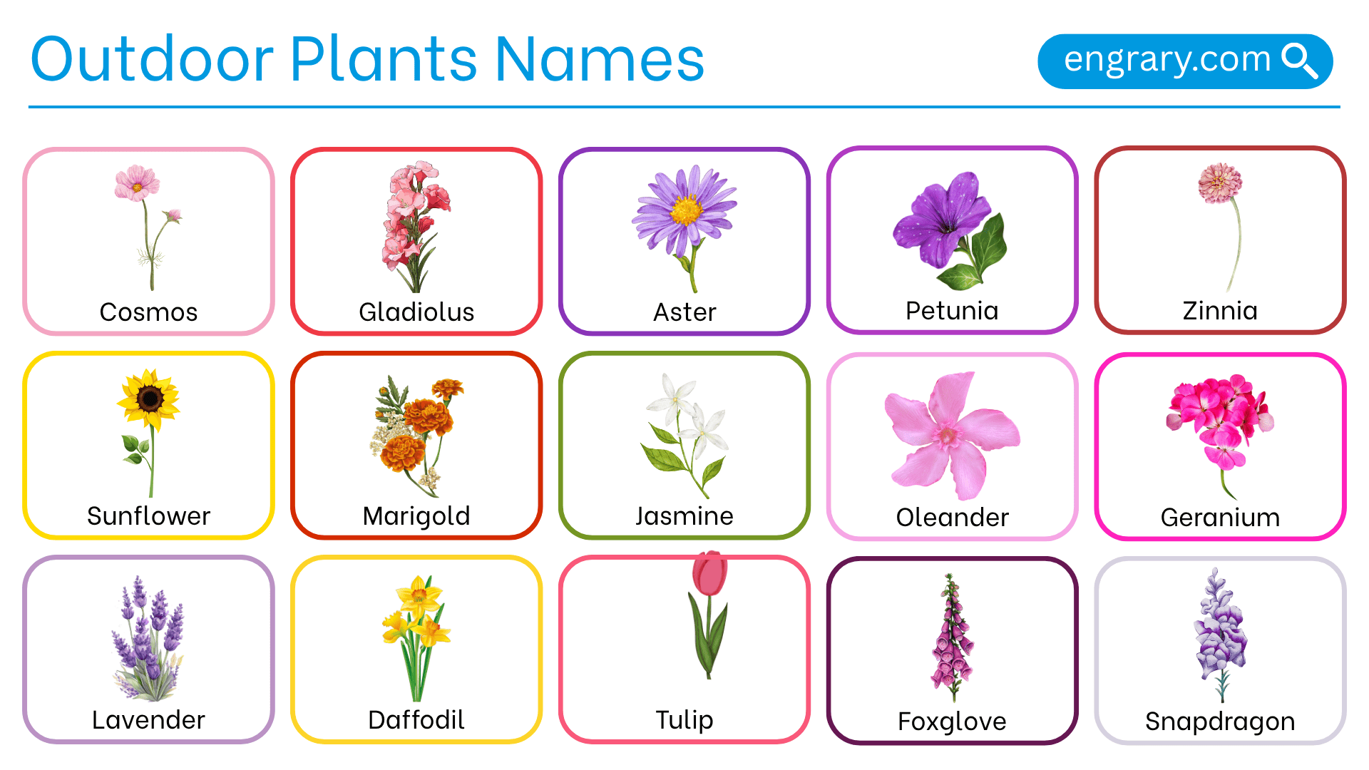 150+ Outdoor Plants Names for Garden List with Pictures • Engrary