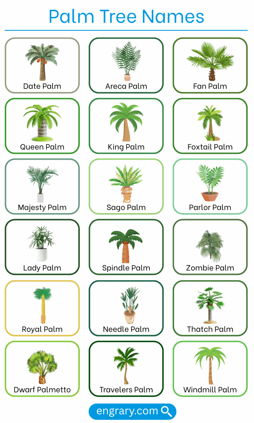150+ Palm Tree Names in English including Images • Engrary