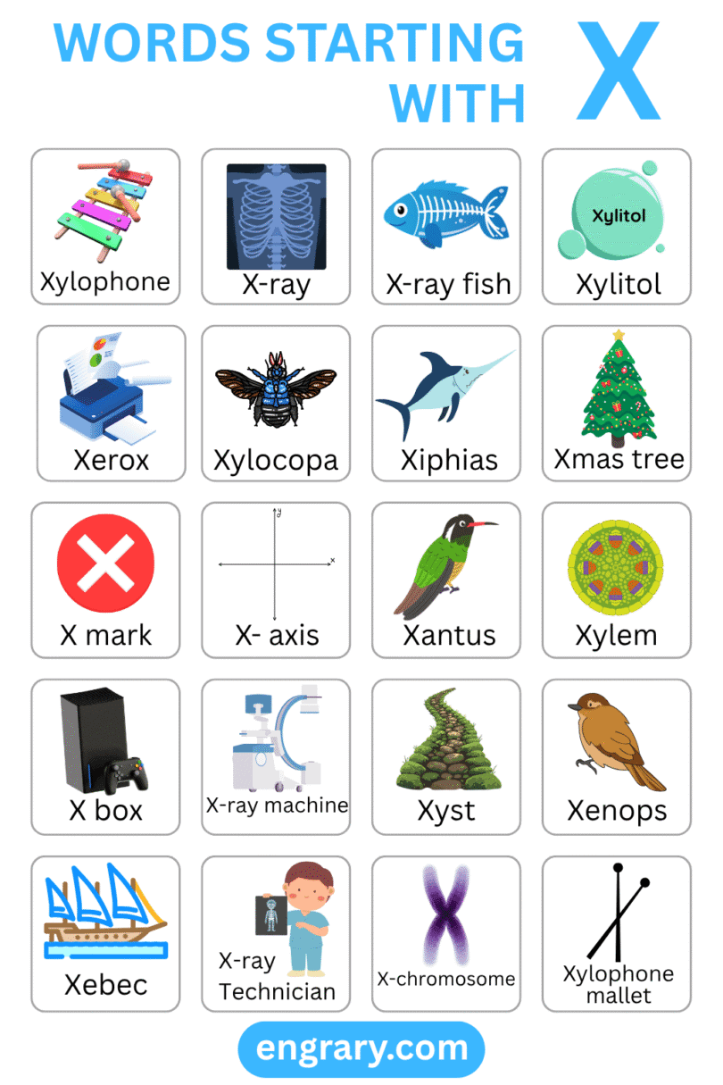 Words Starting with X - English Vocabulary • Engrary