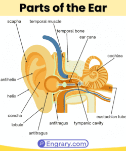 Parts Of The Ear With Labeled Diagram And Names • Engrary