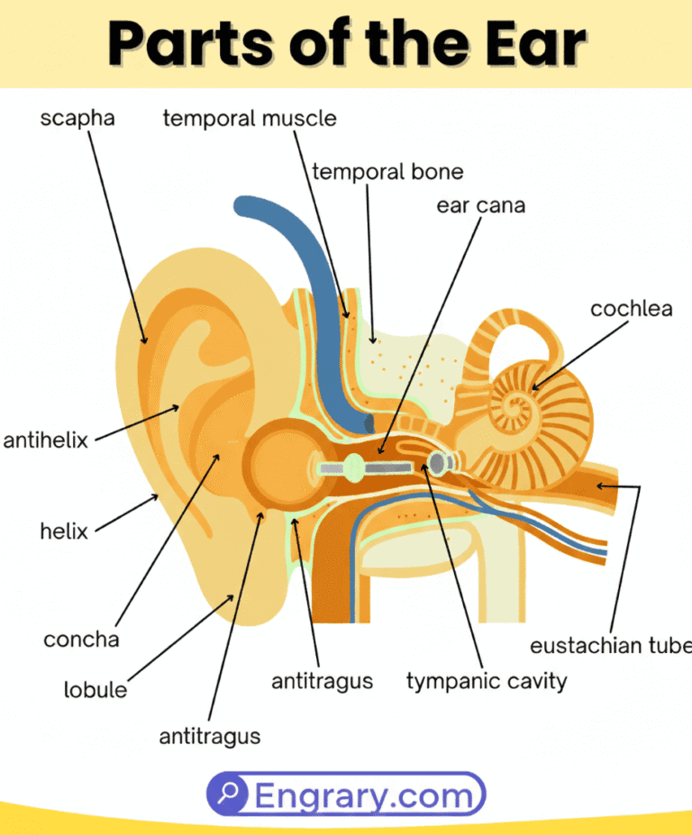 Parts Of The Ear With Labeled Diagram And Names • Engrary