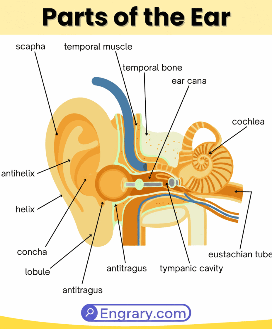 Parts Of The Ear With Labeled Diagram And Names • Engrary