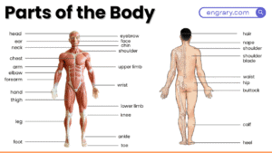 50+ Parts of the Body Names With Labeled Diagram in English • Engrary