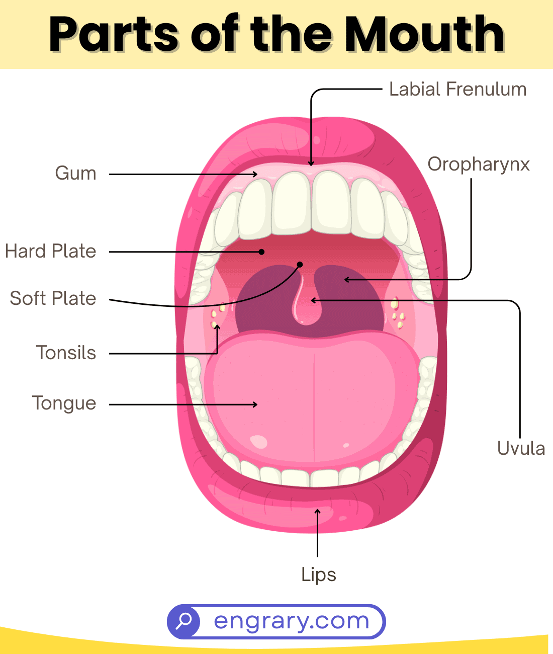 Parts of the Mouth: 60 Names Explained With Labeled Diagram • Engrary