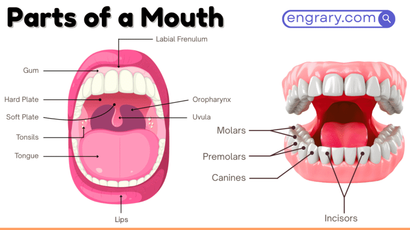 Parts of the Mouth: 60 Names Explained With Labeled Diagram • Engrary