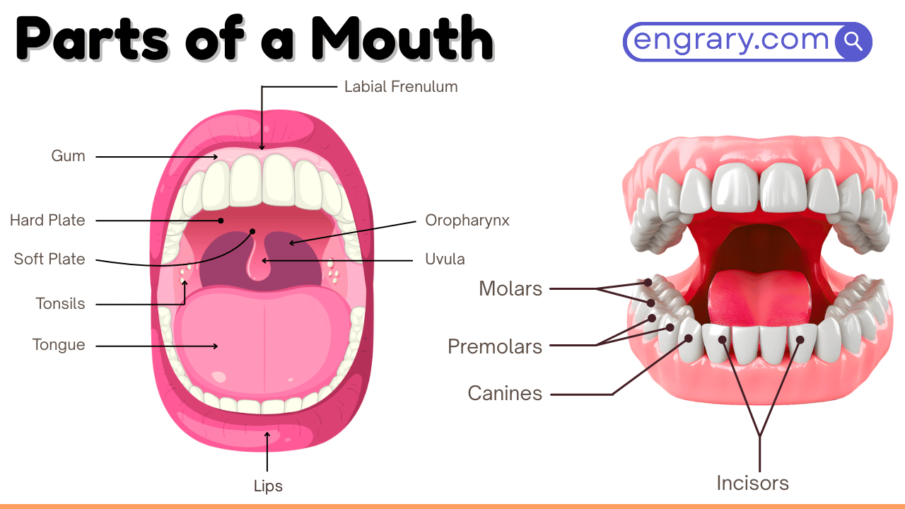 Parts of the Mouth: 60 Names Explained With Labeled Diagram • Engrary