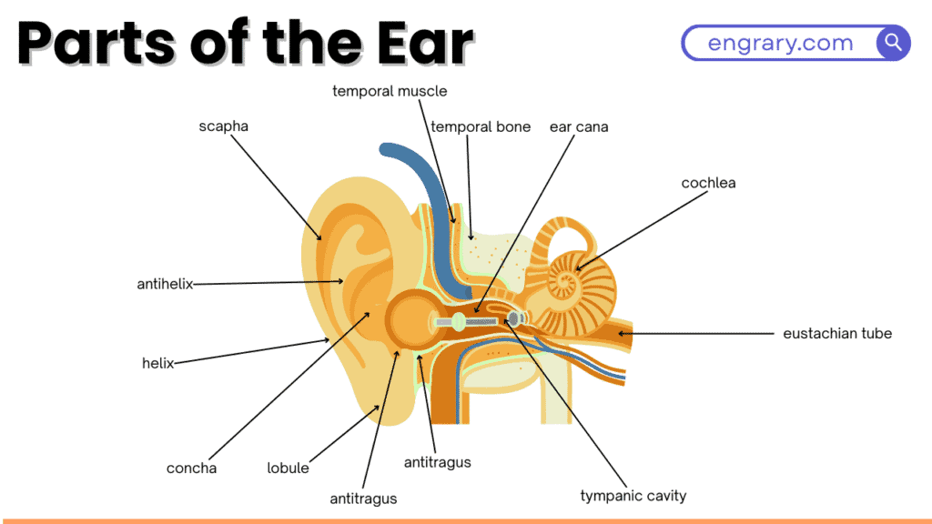Parts Of The Ear With Labeled Diagram And Names • Engrary
