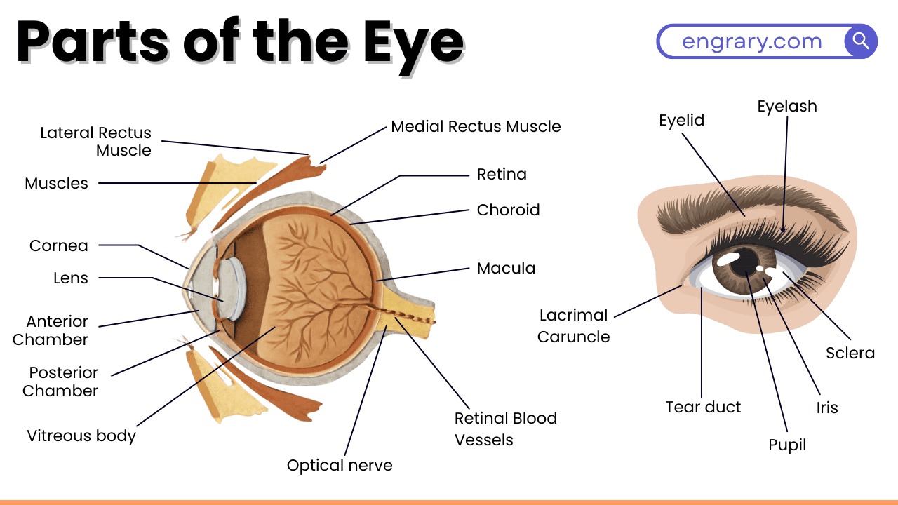 Parts Of The Eye And Their Functions With Diagram • Engrary