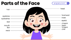 Parts Of The Face With Labeled Diagram And Names • Engrary