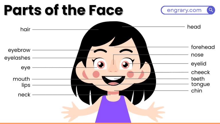 Parts Of The Face With Labeled Diagram And Names • Engrary