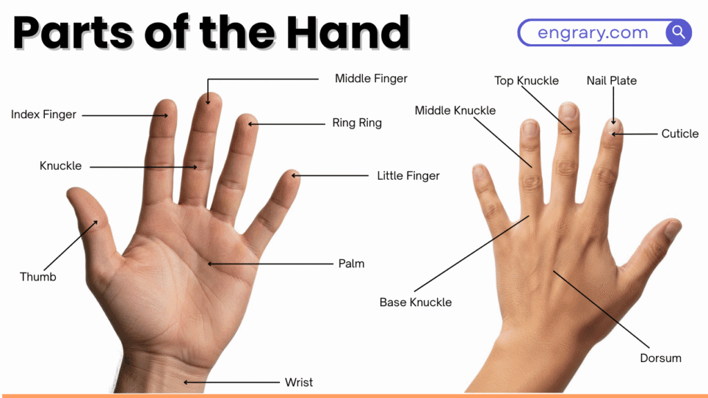 Parts Of The Hand With Labeled Diagram And Names • Engrary