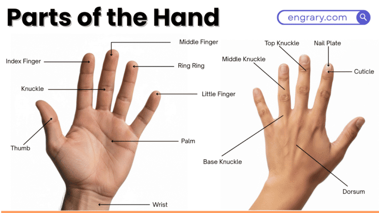 Parts Of The Hand With Labeled Diagram And Names • Engrary