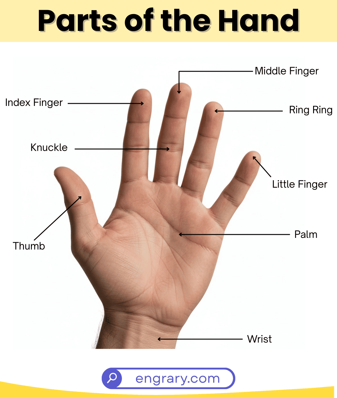 Parts Of The Hand With Labeled Diagram And Names • Engrary