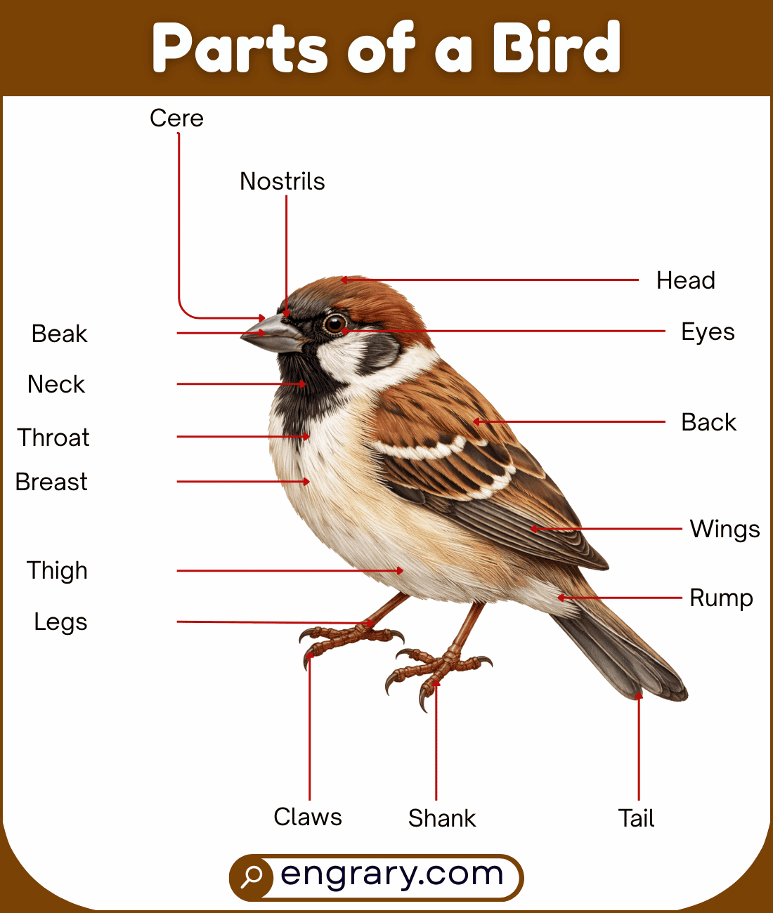 80+ Parts of a Bird Names With Functions and Labeled Diagram • Engrary