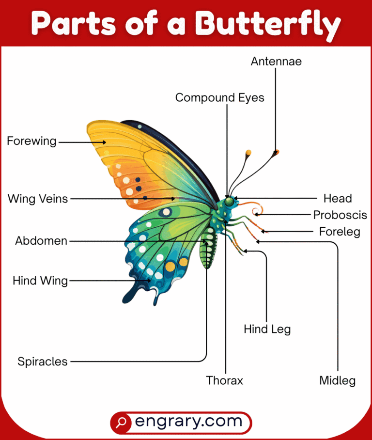 Parts Of a Butterfly: Complete List with Labeled Diagram • Engrary