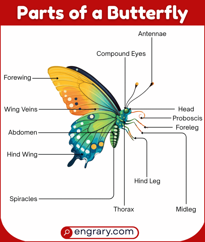Parts Of a Butterfly: Complete List with Labeled Diagram • Engrary