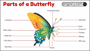 Parts Of a Butterfly: Complete List with Labeled Diagram • Engrary