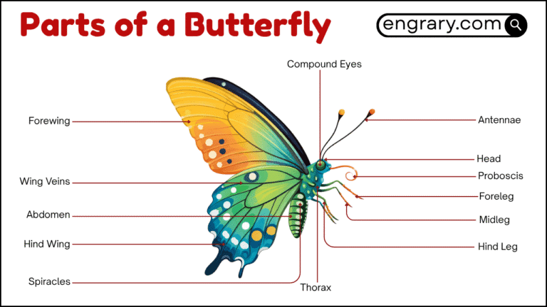 Parts Of a Butterfly: Complete List with Labeled Diagram • Engrary