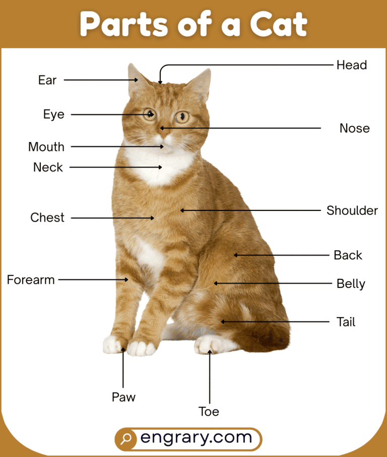 Parts of a Cat: 60+ Names With Functions and Labeled Diagram • Engrary