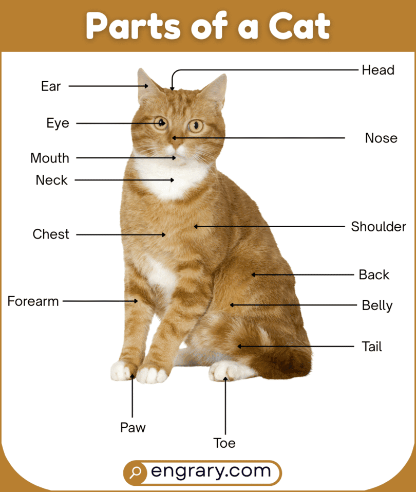 Parts of a Cat: 60+ Names With Functions and Labeled Diagram • Engrary