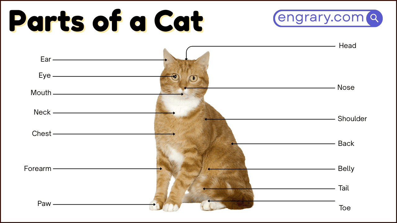 Parts of a Cat: 60+ Names With Functions and Labeled Diagram • Engrary