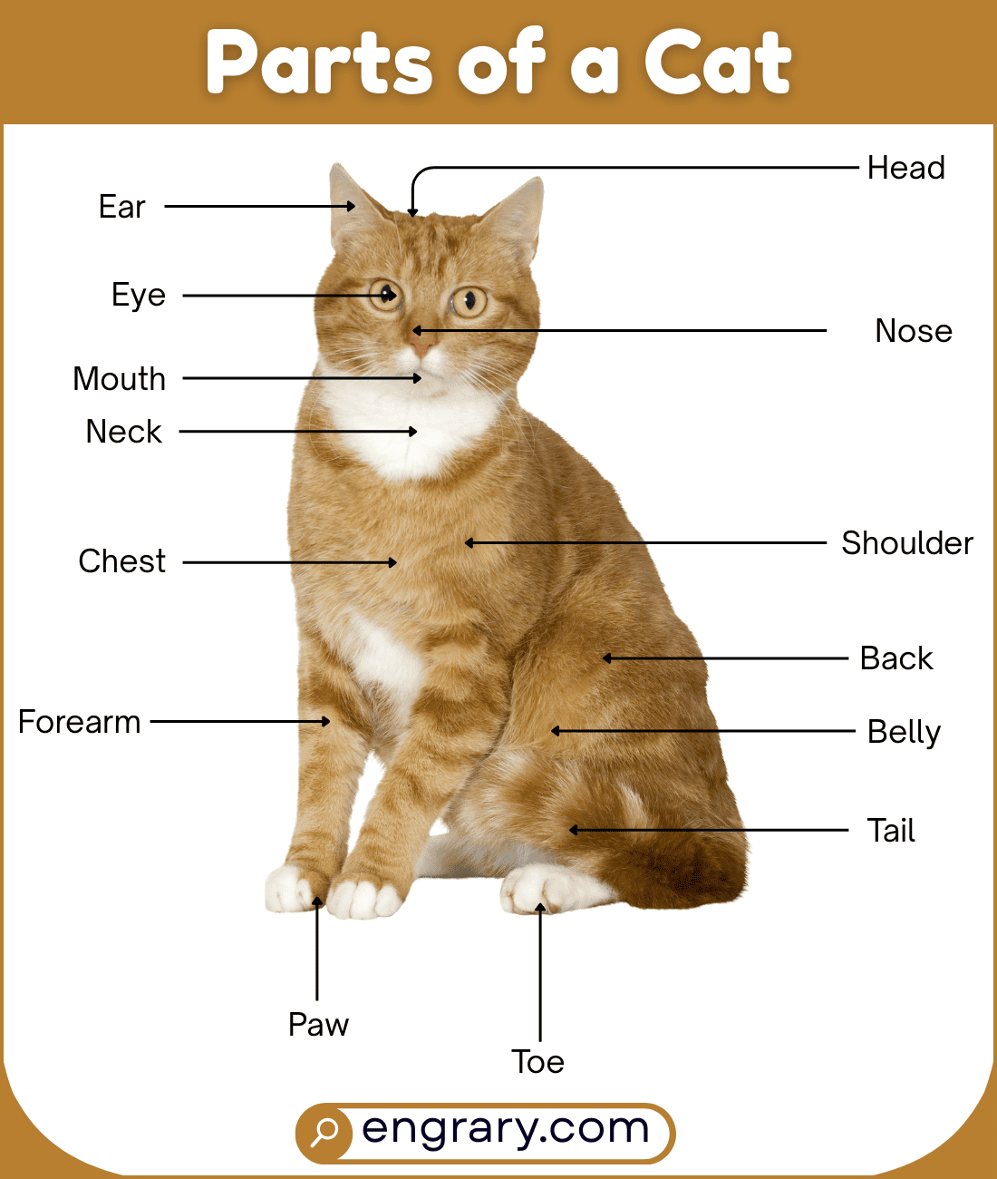 Parts of a Cat: 60+ Names With Functions and Labeled Diagram • Engrary