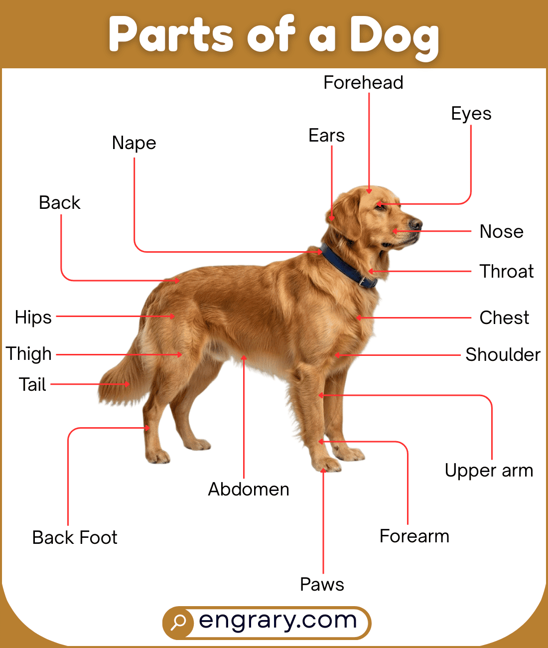 Dog Parts Names With Functions and Labeled Diagram • Engrary