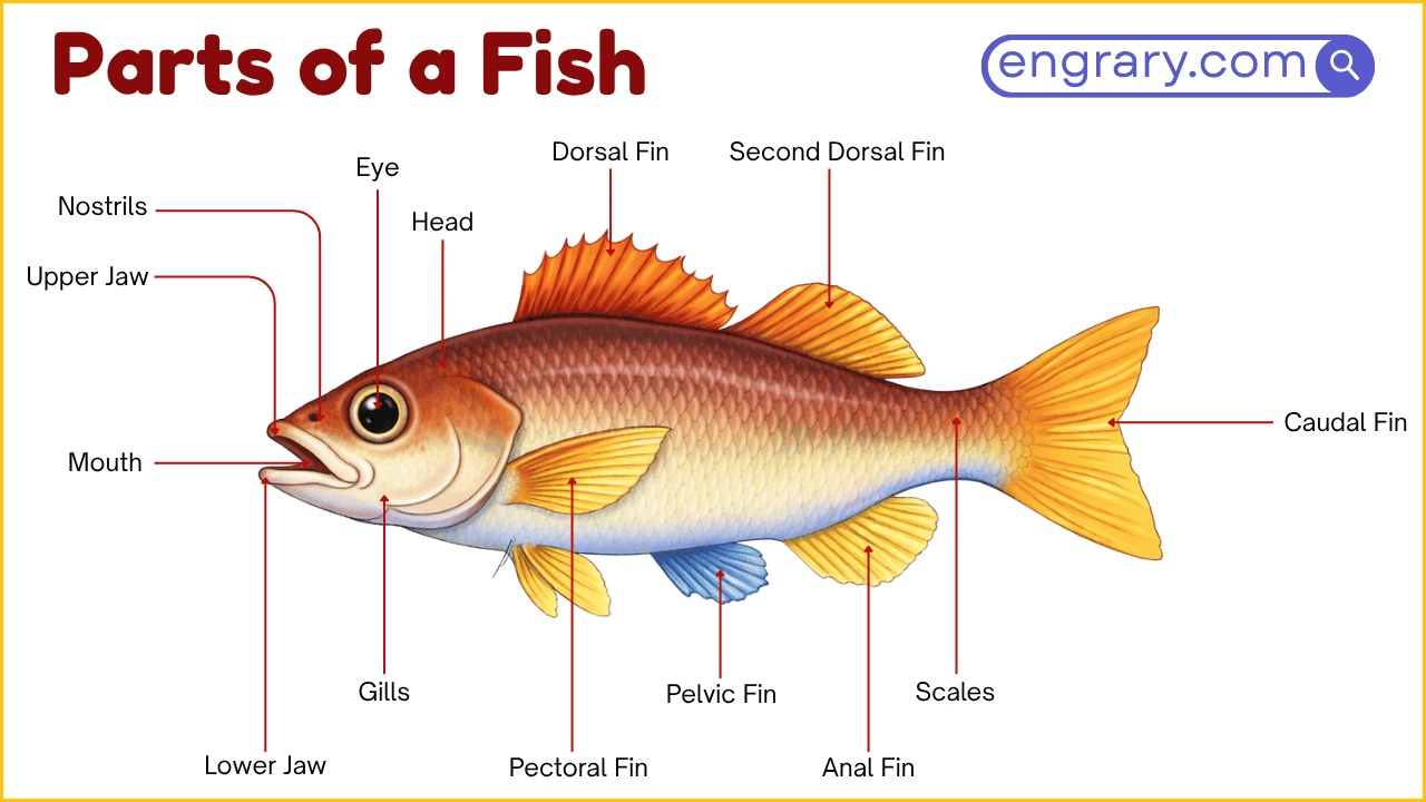 Fish Parts Names With Functions and Labeled Diagram • Engrary