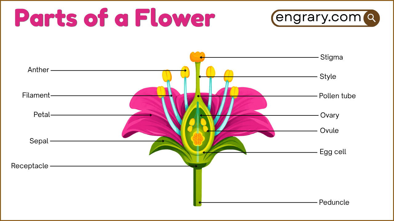 Parts of a Flower: Names, Functions, and Labeled Diagram • Engrary