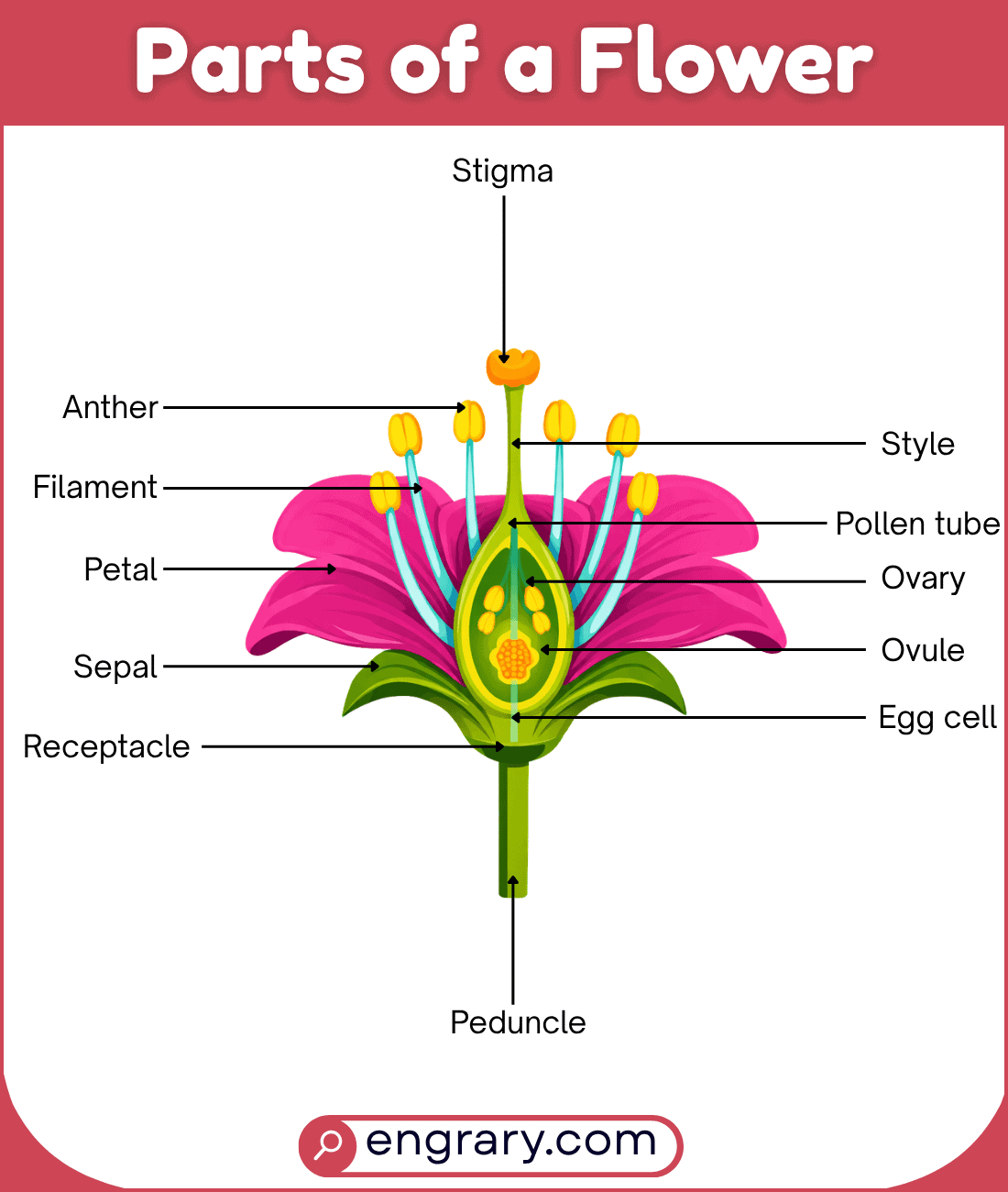 Parts of a Flower: Names, Functions, and Labeled Diagram • Engrary