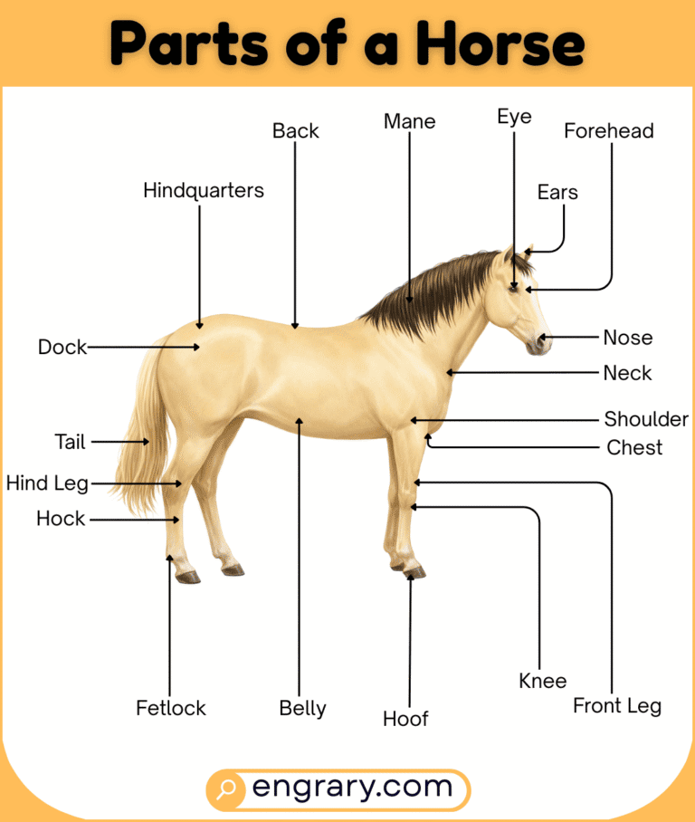 Parts Of a Horse, Functions and Labeled Diagram • Engrary