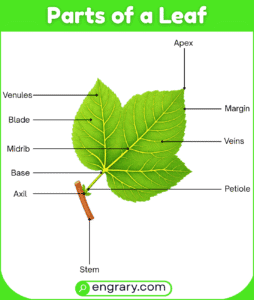 Leaf Parts Names With Functions and Labeled Diagram • Engrary