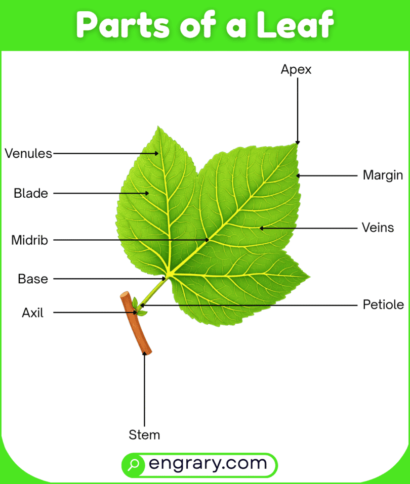 Leaf Parts Names With Functions and Labeled Diagram • Engrary