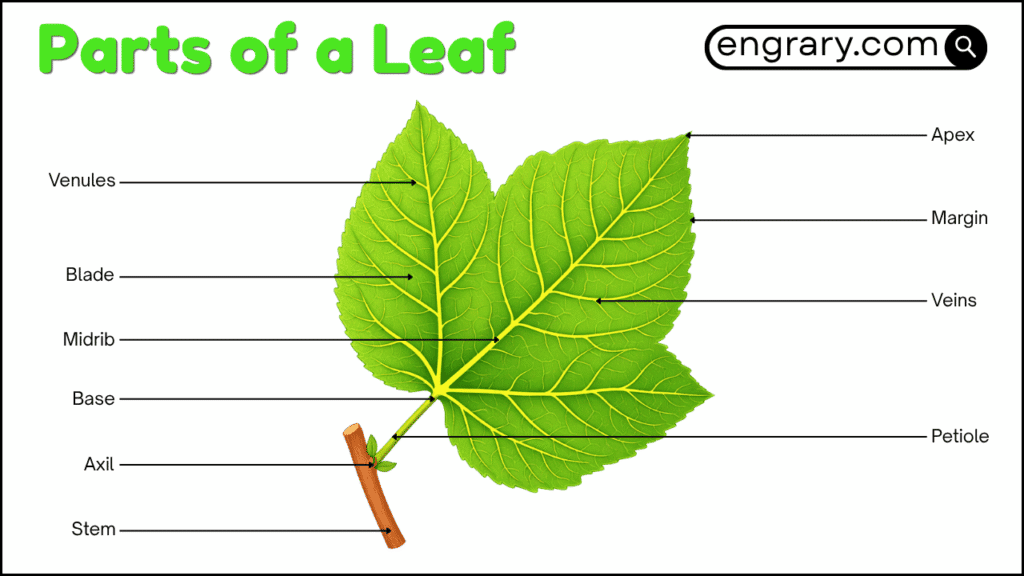 Leaf Parts Names With Functions and Labeled Diagram • Engrary