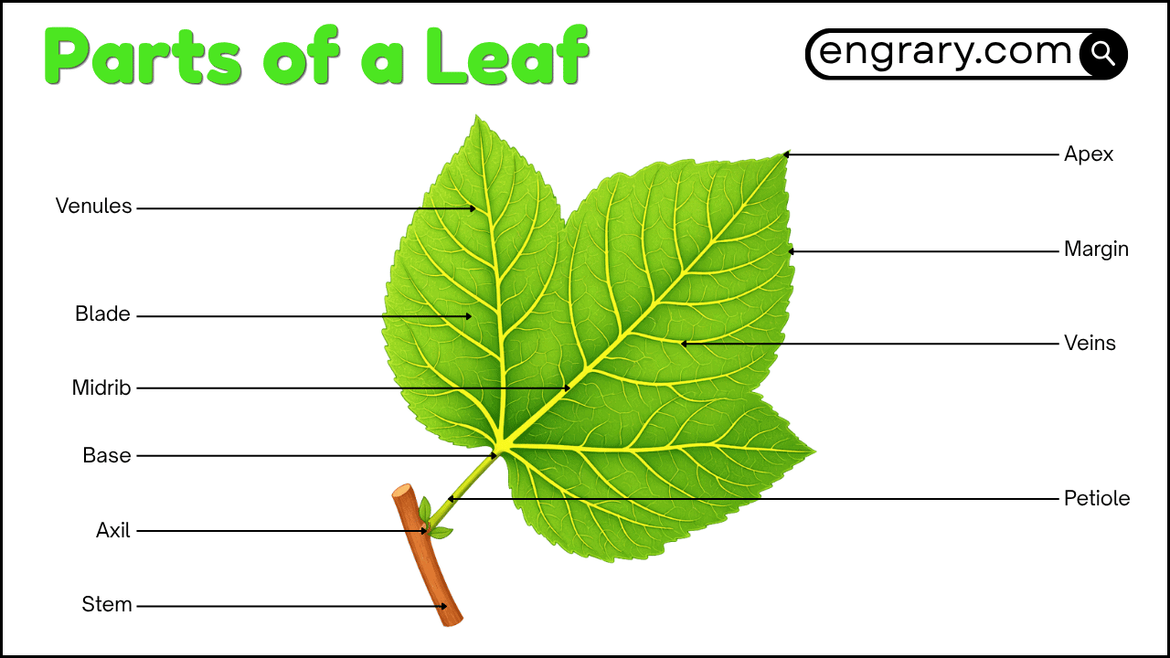 Leaf Parts Names With Functions and Labeled Diagram • Engrary
