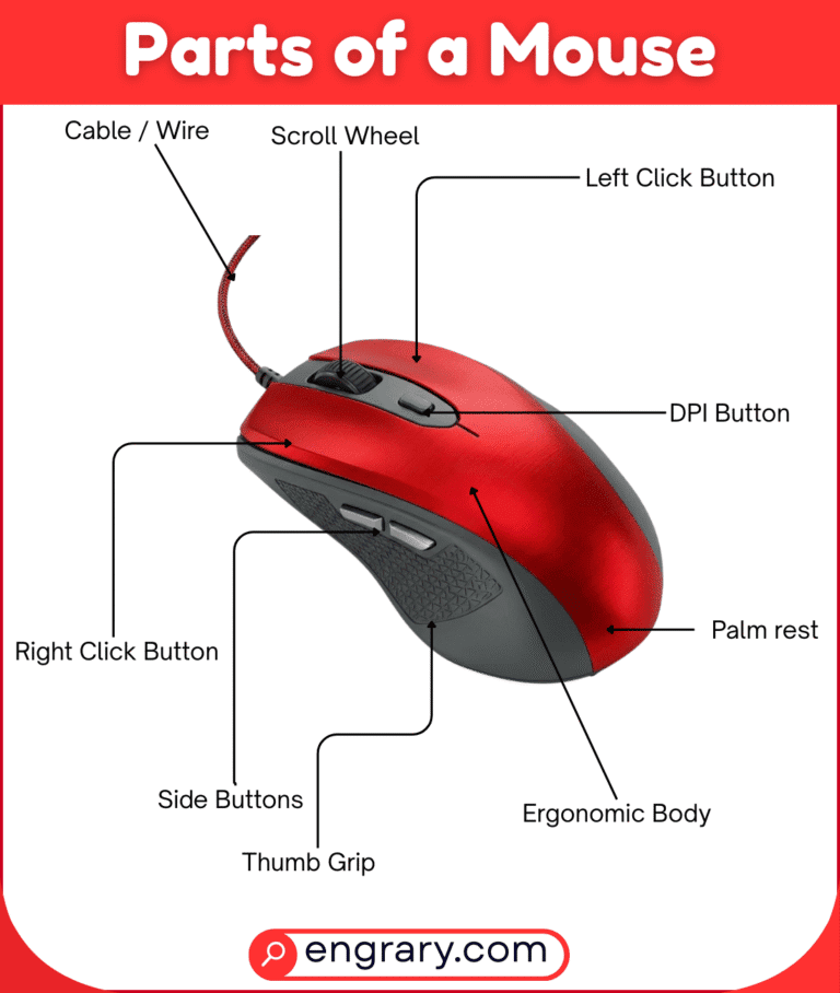 Parts of a Mouse: 30+ Names With Functions and Labeled Diagram • Engrary