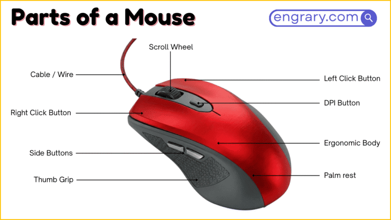 Parts of a Mouse: 30+ Names With Functions and Labeled Diagram • Engrary