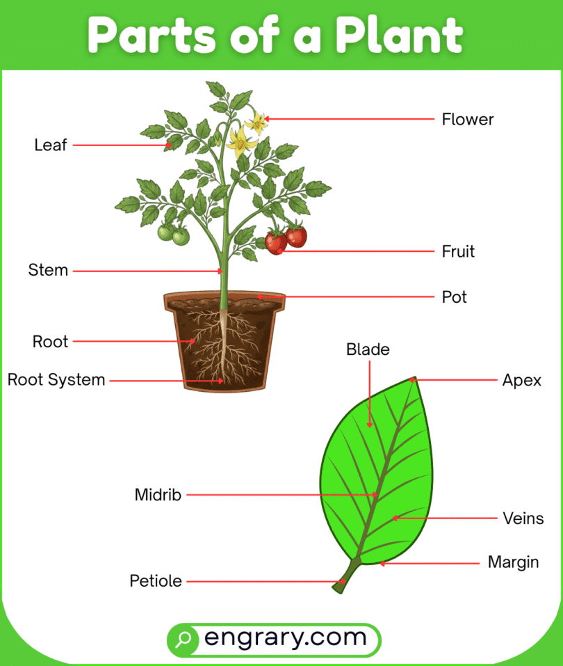 50+ Parts Of a Plant: Complete List, Functions, Labeled Diagram • Engrary