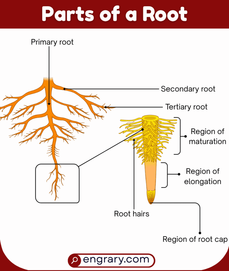 Parts of a Root: Names, Functions, and Labeled Diagram • Engrary