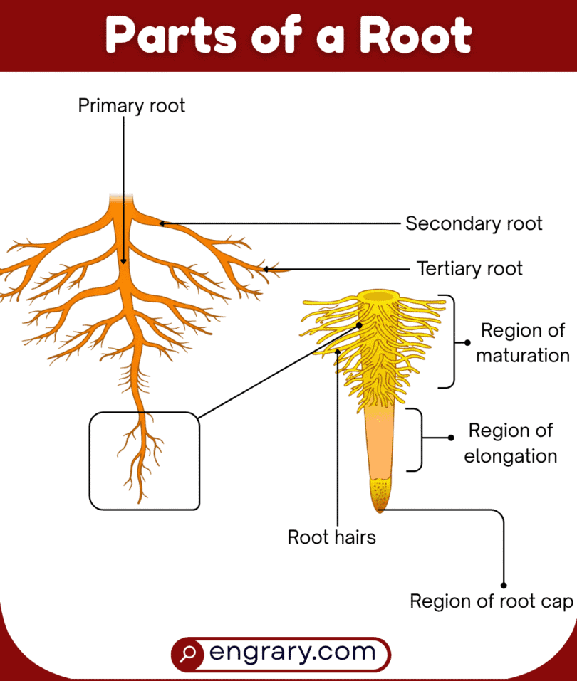Parts of a Root: Names, Functions, and Labeled Diagram • Engrary