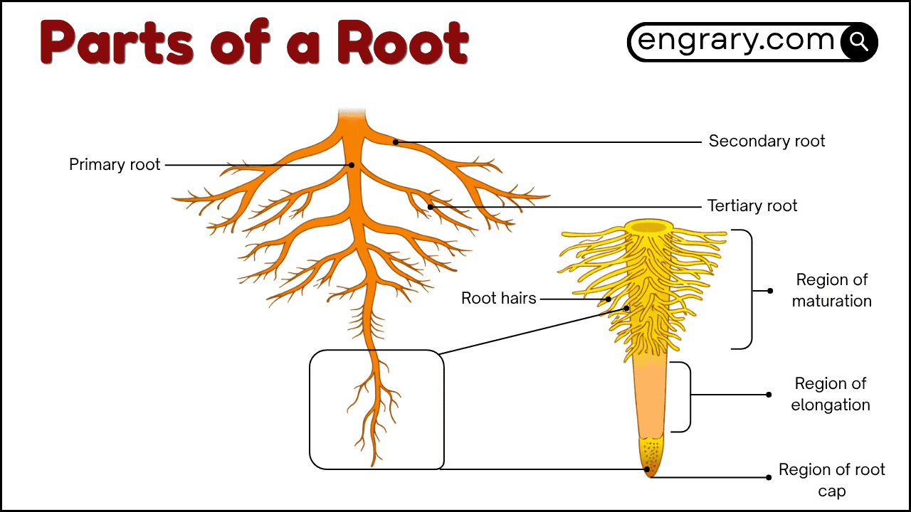 Parts of a Root: Names, Functions, and Labeled Diagram • Engrary